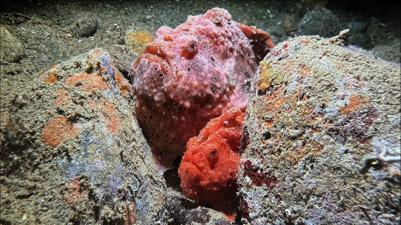 Frogfish almost mating in Ambon - Indonesia , September 2024 - YouTube