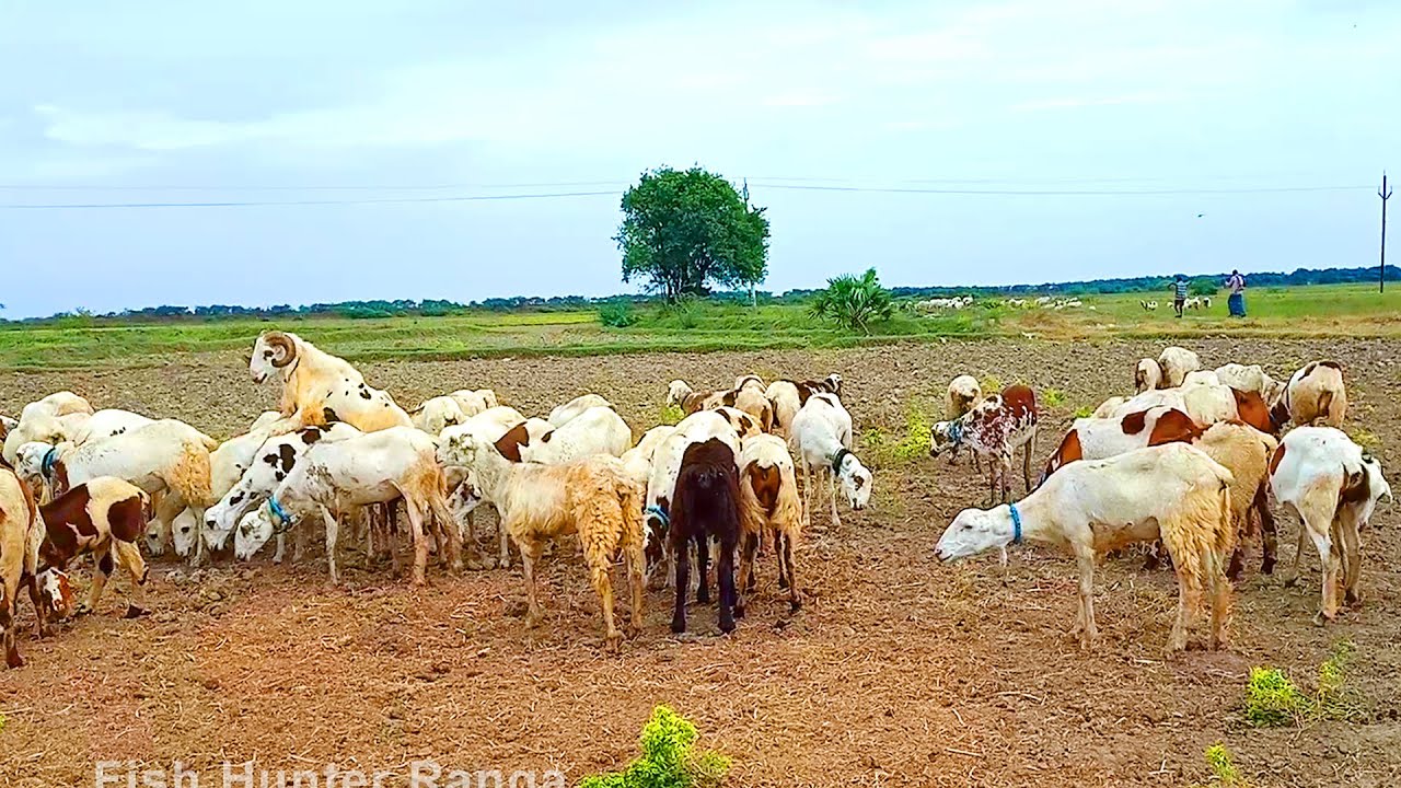 Crazy Goats Meeting Video | Goat Farming Videos | Sheep and Goat Videos ...