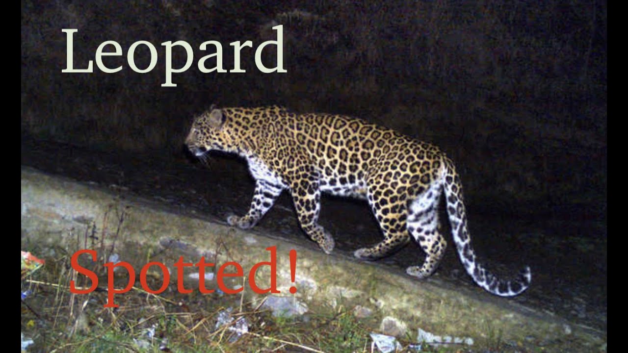 #leopard Leopard Spotted!! Stray Dog Killed Shimla😳😳 - YouTube
