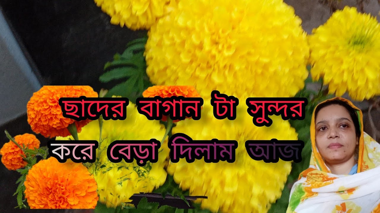 ছাদের বাগান টা সুন্দর করে বেড়া দিলাম আজ /MY VILLAGE LIFE CHADINE ...