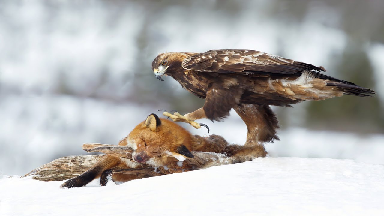 The Fox Is Defeated By The Sharp Claws Of The Eagle - YouTube