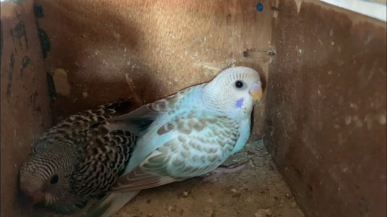 How To Breed Spangle Budgies, Normal Budgies How to Breed Spangle ...