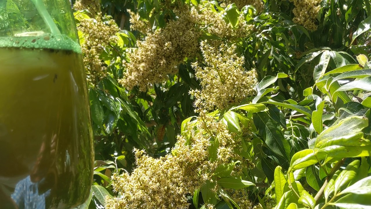 Sweetheart Lychee Pollination Experiment - YouTube
