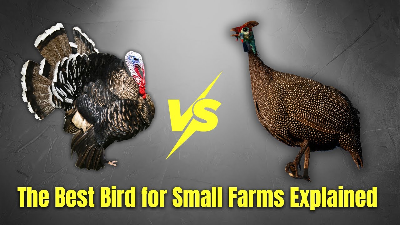 Guinea Fowl vs Turkeys: Which Bird Brings the Best Value to Your Farm ...