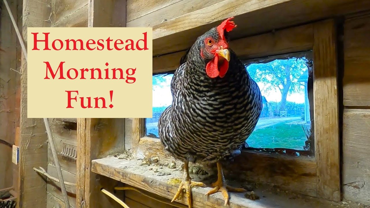 Homestead AM Routine & Rooster Update - YouTube