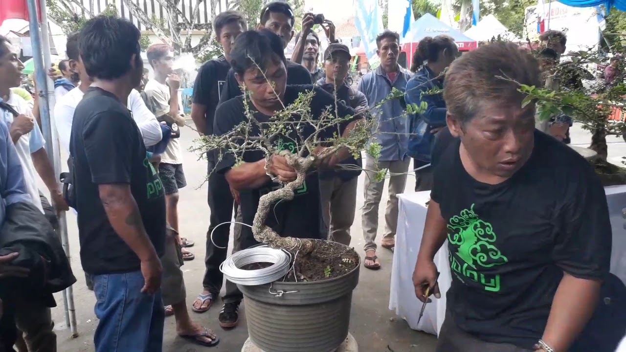 Demo Bonsai di Acara Deklarasi PPBY ( Cuplikan Demo Bonsai) - YouTube