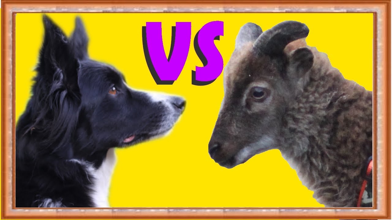 Dog Vs Sheep: TRICK showdown! - YouTube