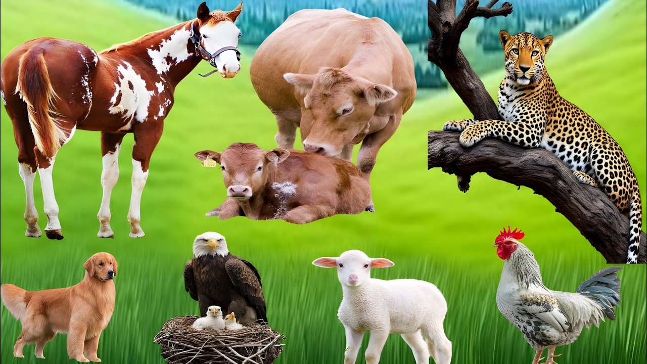 Adorable Farm & Wild Animal Sounds – Cow, Goat, Tiger & More | Relaxing ...