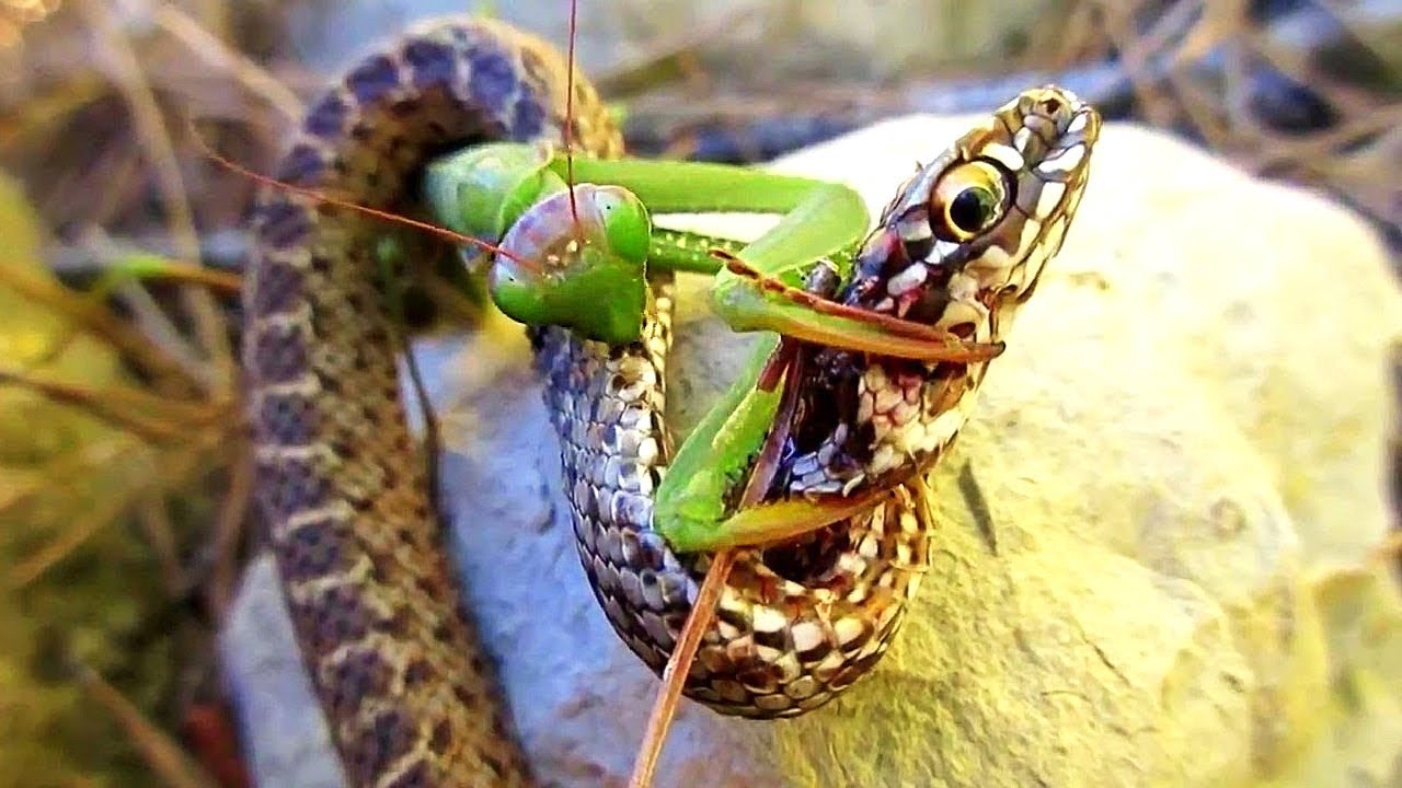 É POR ISSO QUE AS COBRAS TÊM MEDO DOS LOUVA-A-DEUS - YouTube