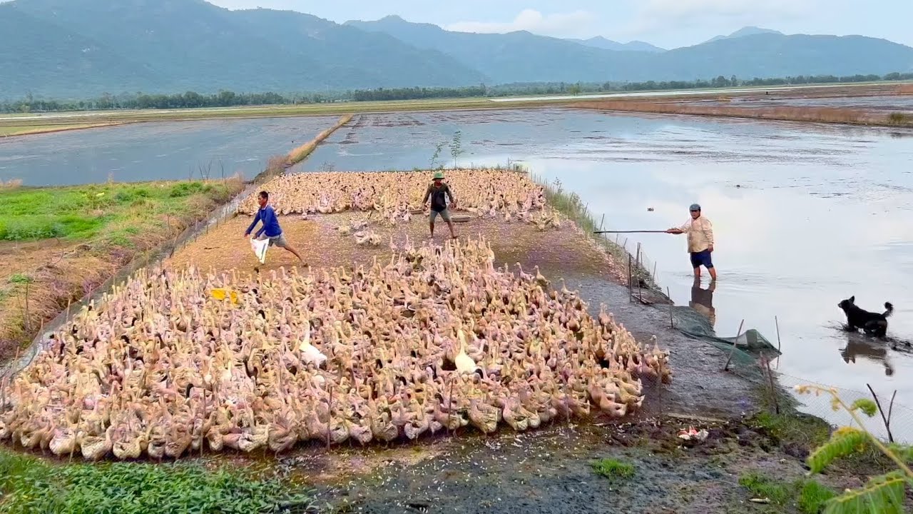 The Genius Duck-Herding Dog: A Smart Companion Guiding Ducks onto the ...