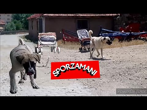 #KANGAL_BOZO #KURT_CESUR #SPOR_ZAMANI#KIZAN_KÖPEKLERİ KANGAL BOZO KURT CESUR (SPOR ZAMANI)