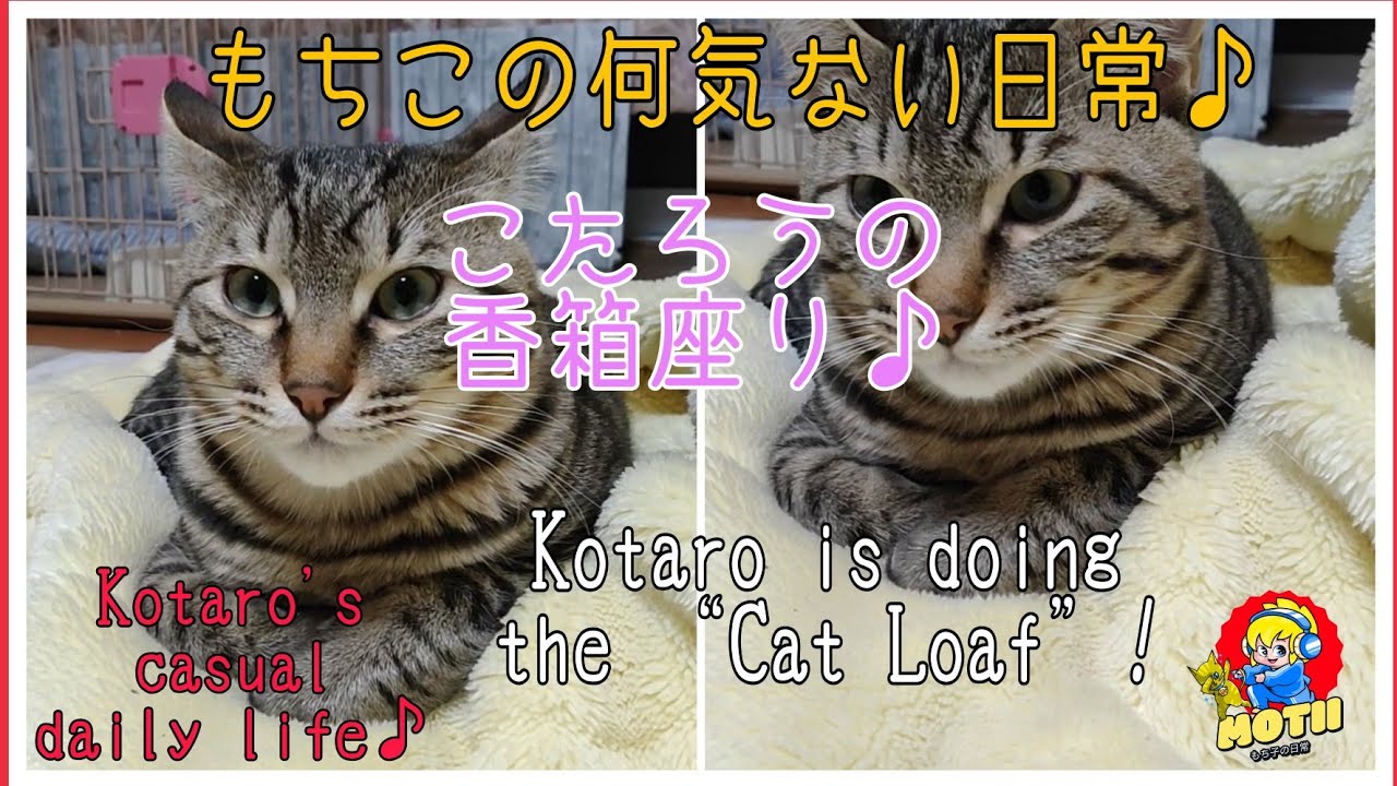 【捨て猫】こたろうくん警戒を怠らない香箱座り♪♪でも 最後は寝落ちするんでしょう〜w😹😂 Kotaro is doing the “Cat ...