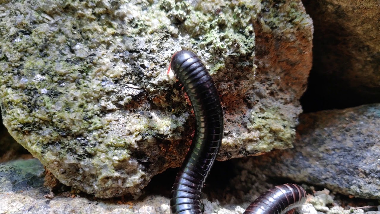Julida, a millipede... #animal #insect #arthopod #nature #youtube - YouTube
