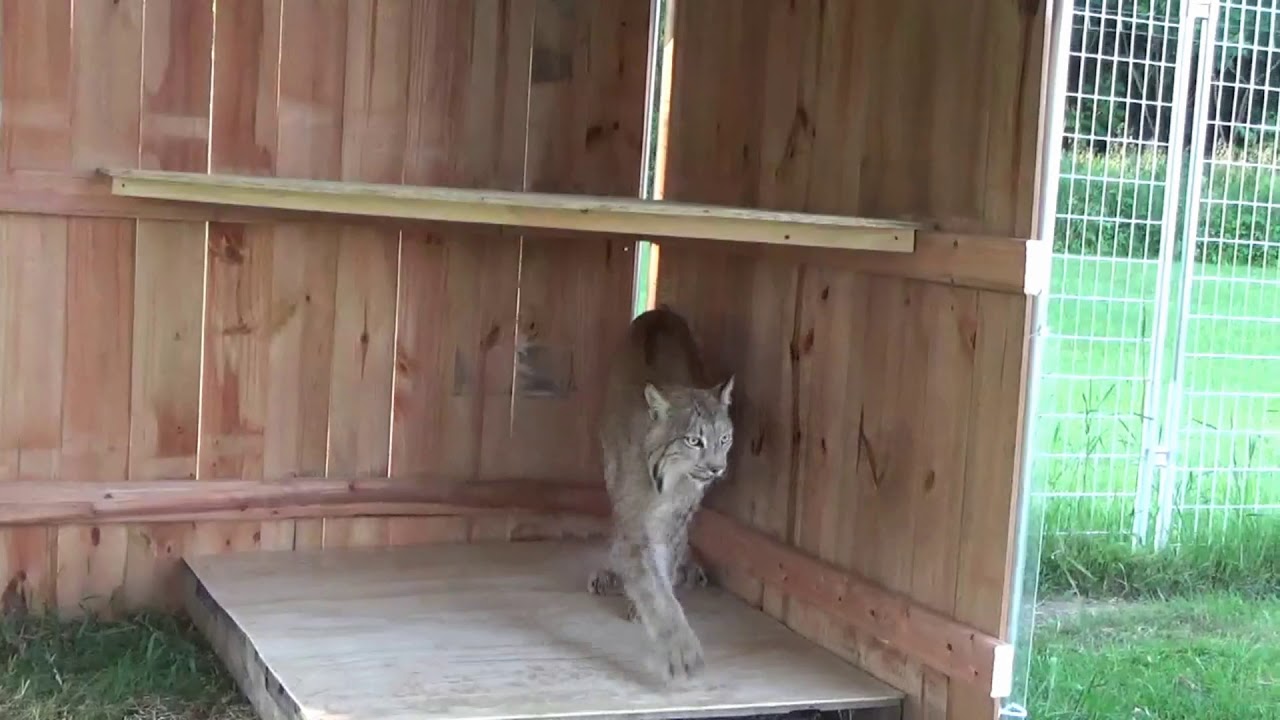 Max Canada Lynx Corner Cubby - YouTube