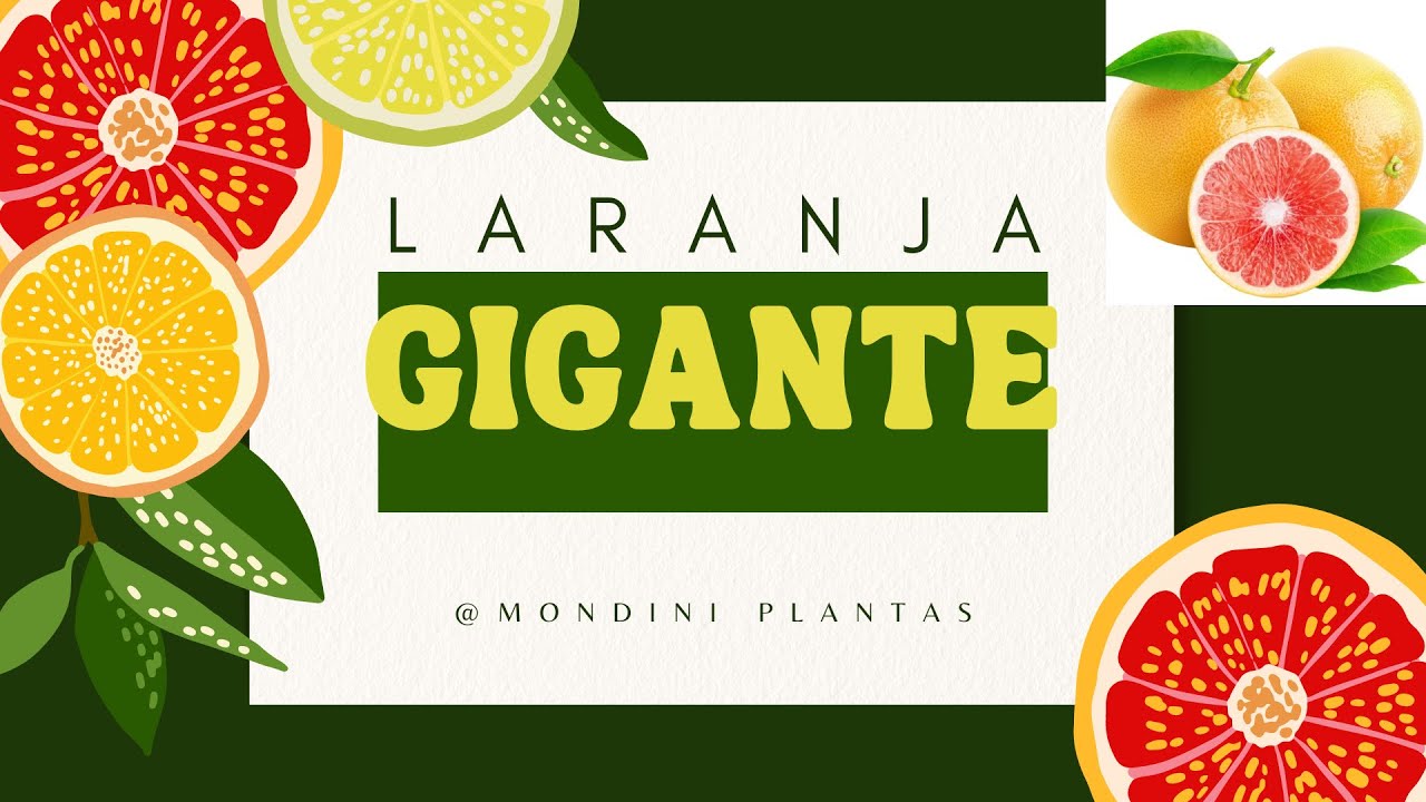 Laranja Gigante, dessa você já viu? - YouTube