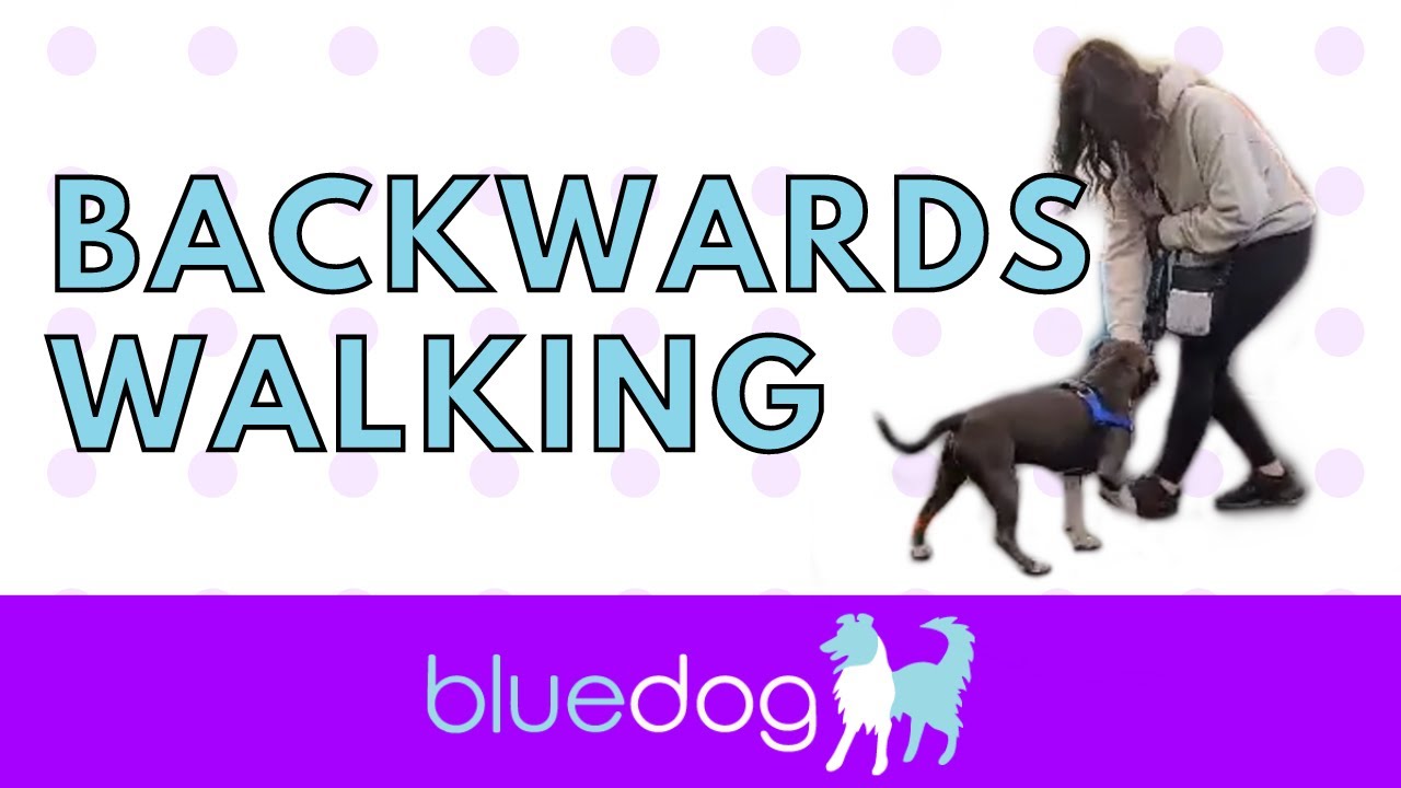 Teaching Our Dogs to Follow Us with Backwards Walking - YouTube
