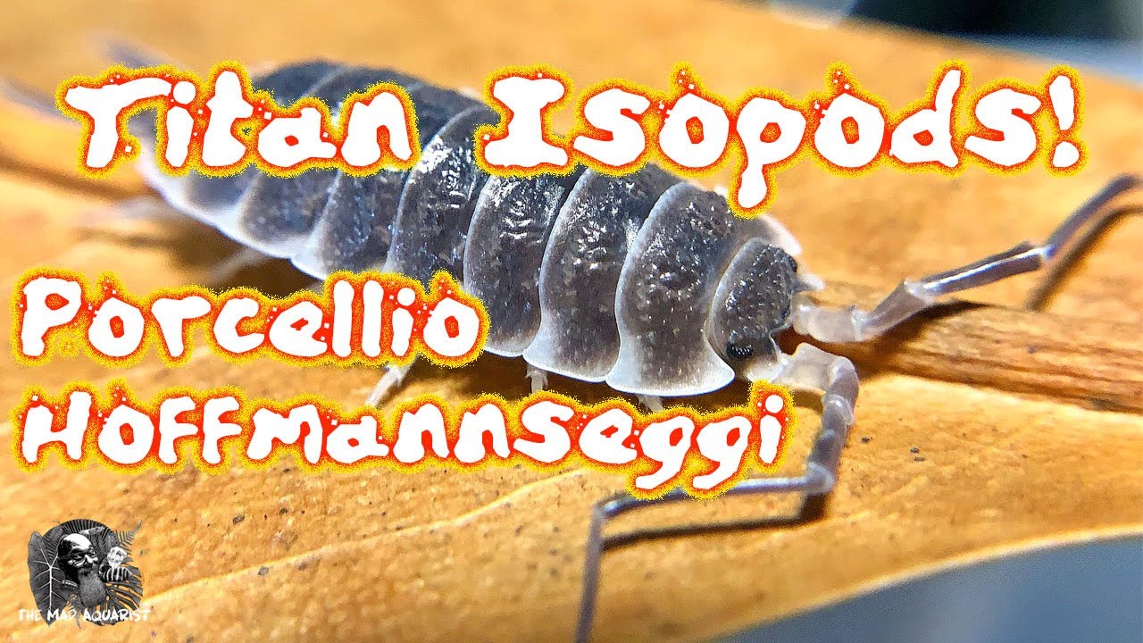 The Titan or King Isopod: Porcellio hoffmannseggi a most amazing and ...