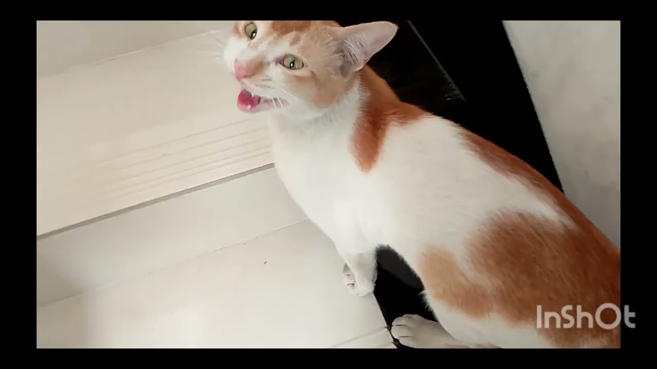 ঘর আলো করে আছে, ছোট বিড়াল। - YouTube