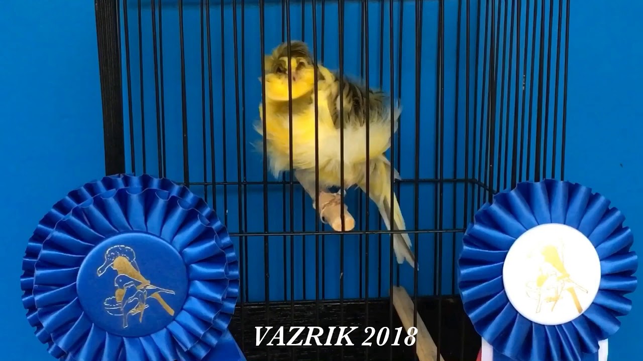 Parisian frill canaries - YouTube
