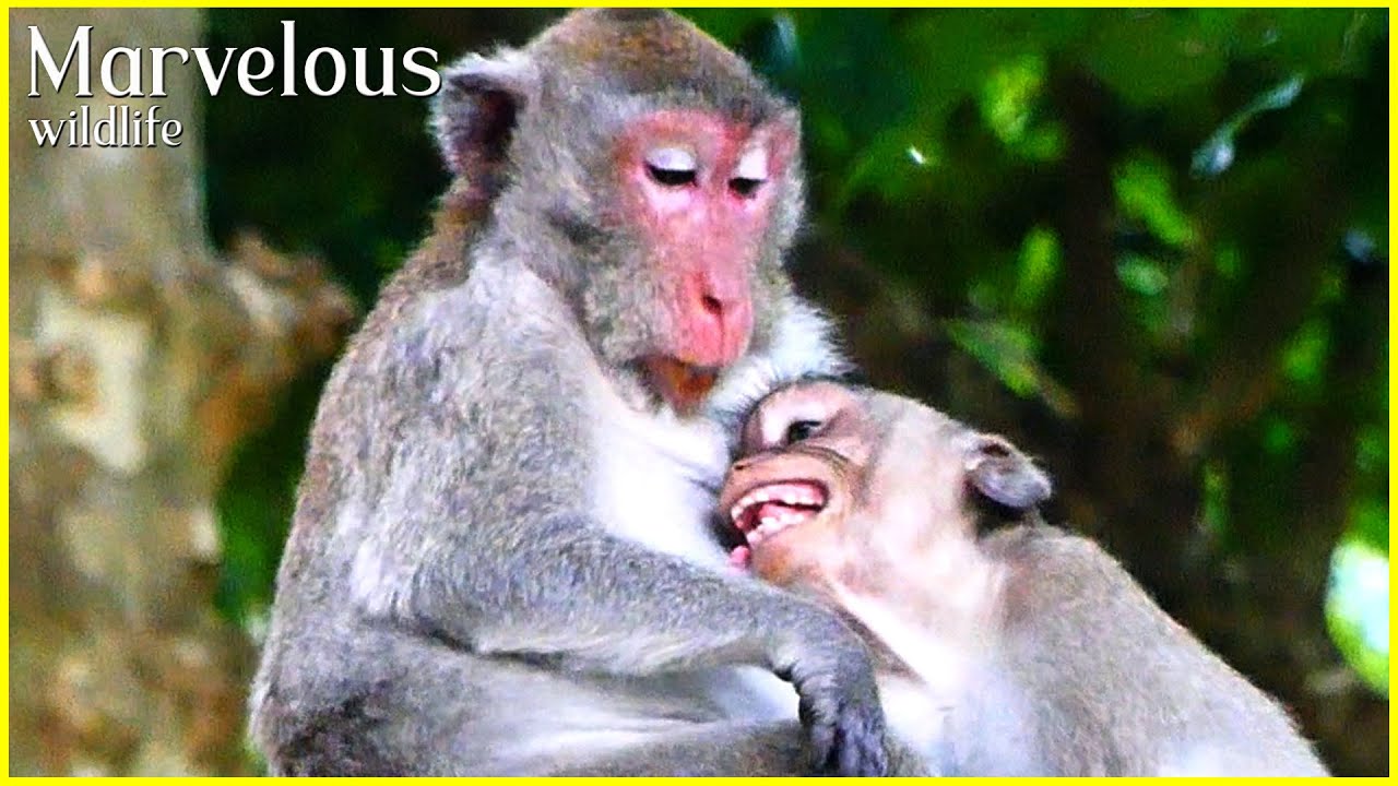 Priority rare...! Big Jonna took mouth to @bsorb milk successfully ...