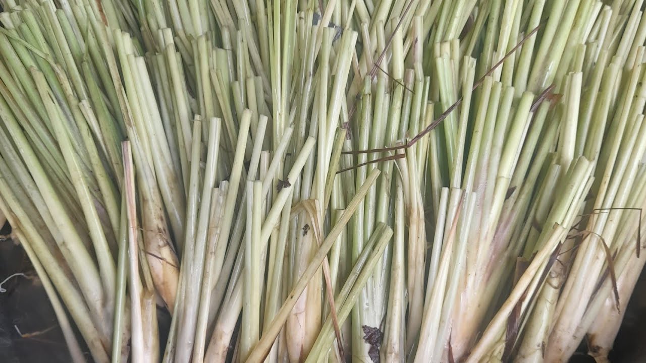 February 11, 2025 - YouTube