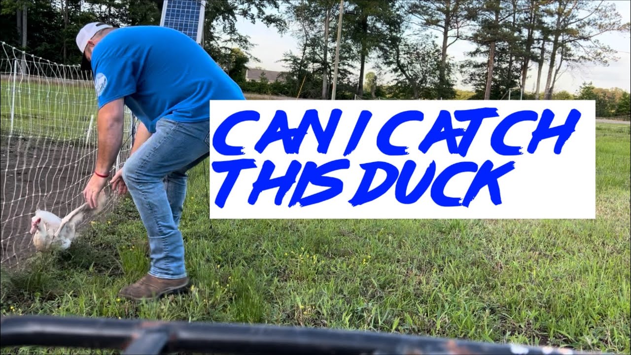 Duck Wrangling - YouTube