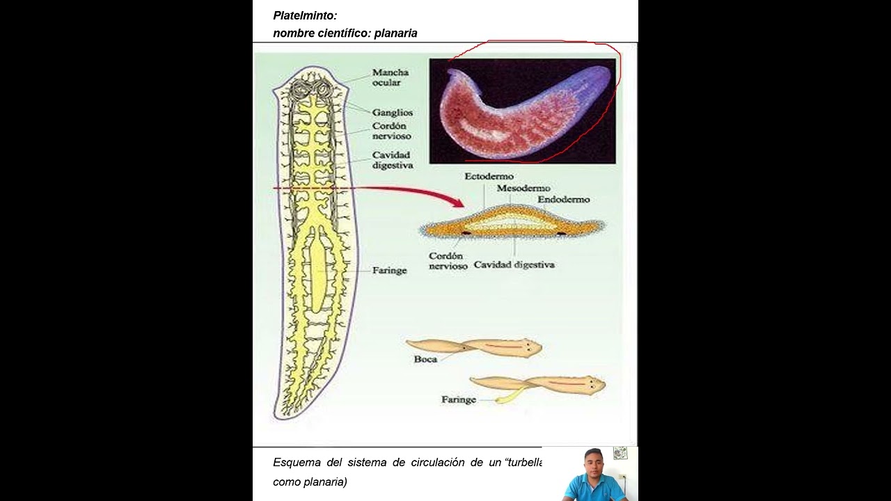 Sistema circulatorio y órganos que intervienen en los platelmintos ...