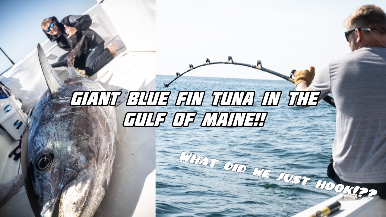 GIANT BLUE FIN TUNA FISHING!! WHAT DID WE JUST HOOK!!??? TUNA FISHING ...