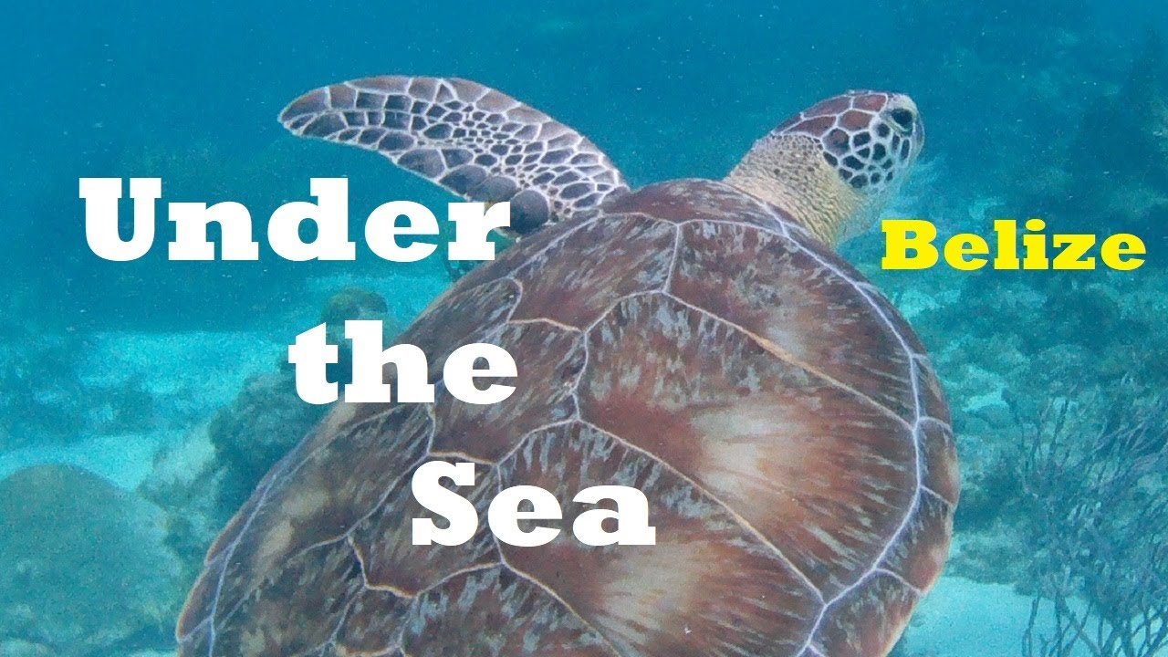 Music does play Under the Sea in BELIZE - YouTube Music