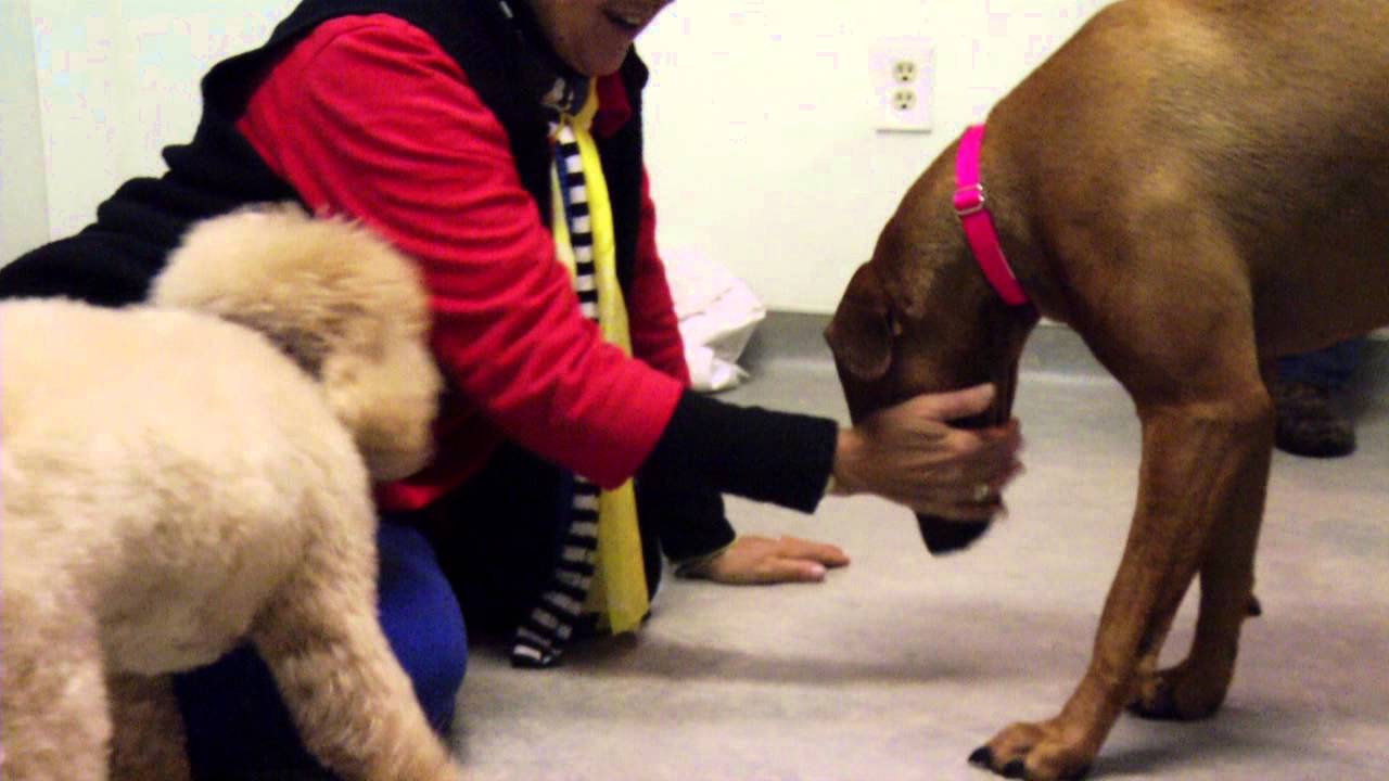 Helping Hounds - YouTube