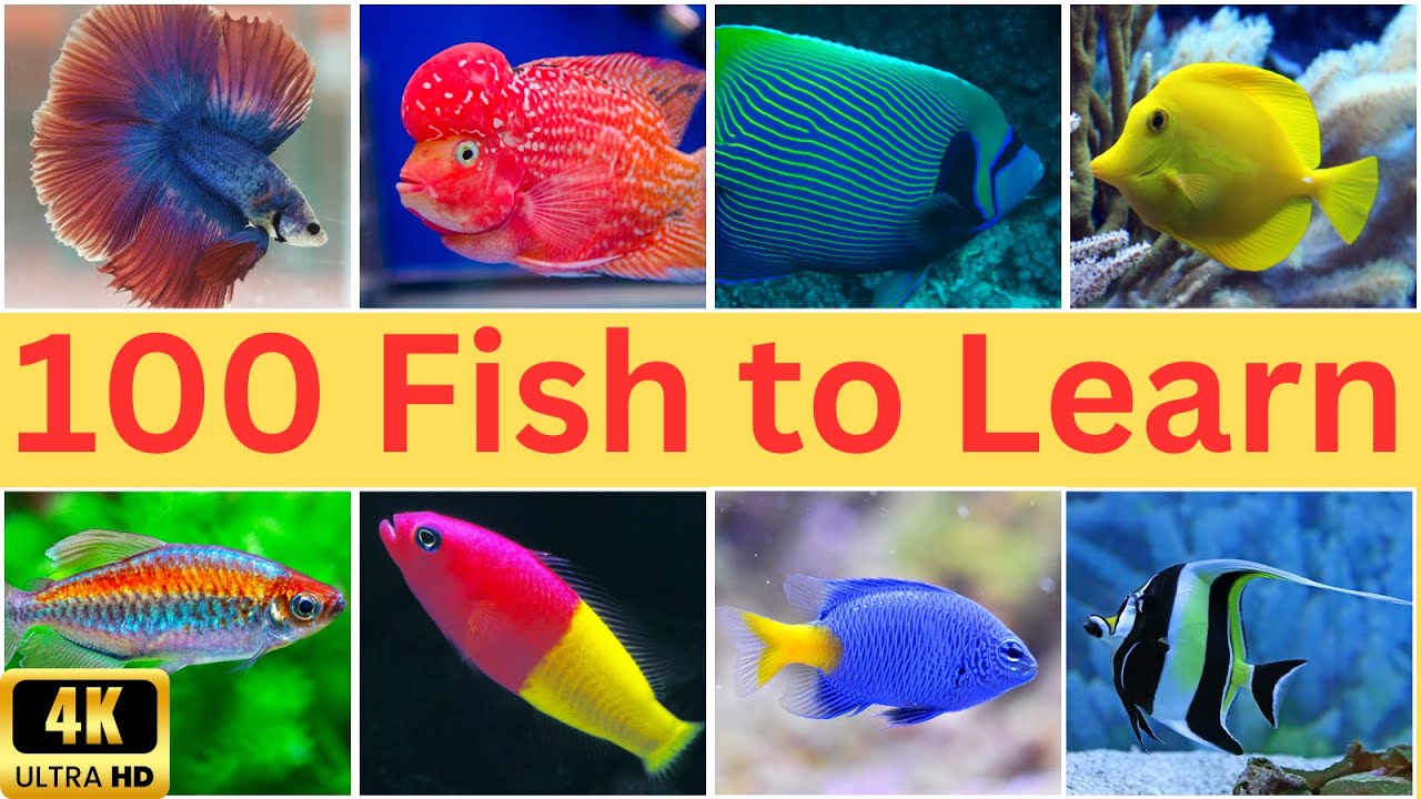 Discover the Fascinating World of 100 Fish Species | 100 Fish Names ...