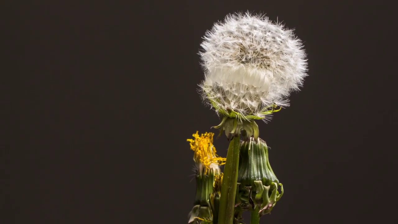 Im Abendrot - Axelle Gall - YouTube