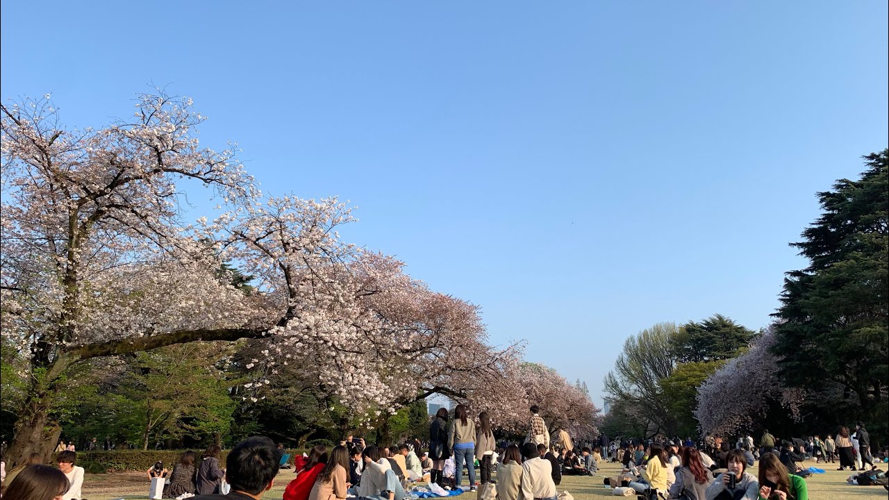 Ohanami @ Shinjuku Gyoen 🌸 best cherry blossom viewing spot in Tokyo ...