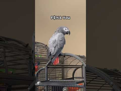 Our African Grey admits he’s a double agent 👀😅 #talkingparrot #africangrey