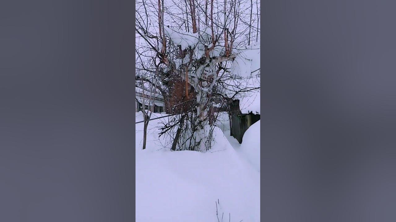 Баня и труба)))))))))))))))🤩 👍🏡⛄🌿⛄⛄⛄⛄🏡 🏞#shorts #дикий - YouTube