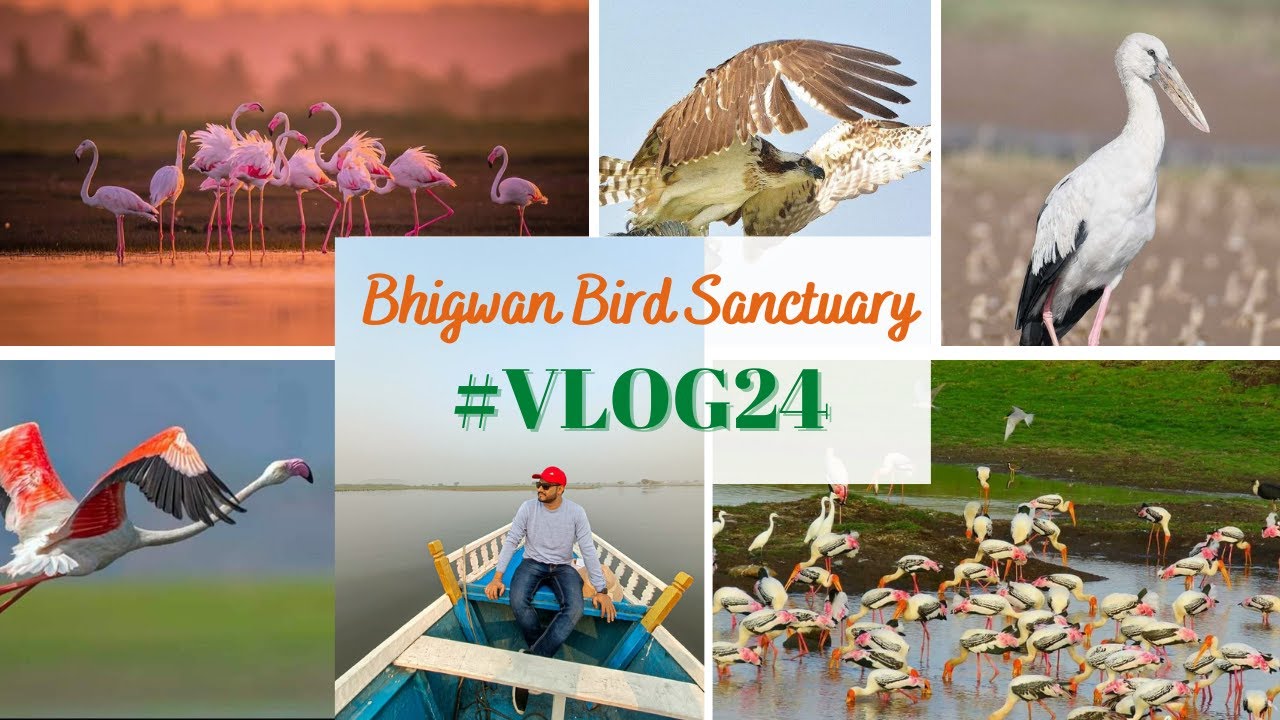 Bhigwan Bird Sanctuary | Bird Paradise near Pune | Perfect Getaway ...