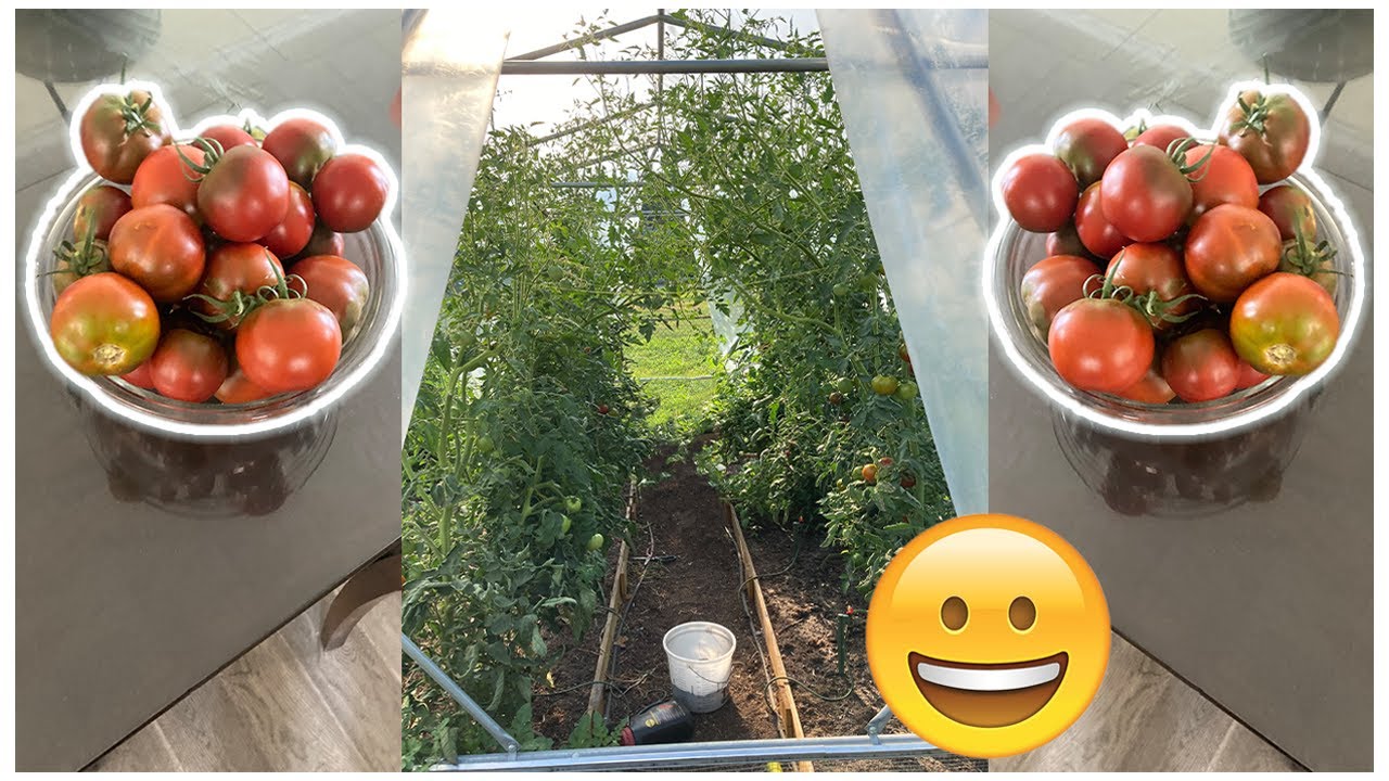 Greenhouse tomatoes! -GH Tour August 17th 2020 - YouTube