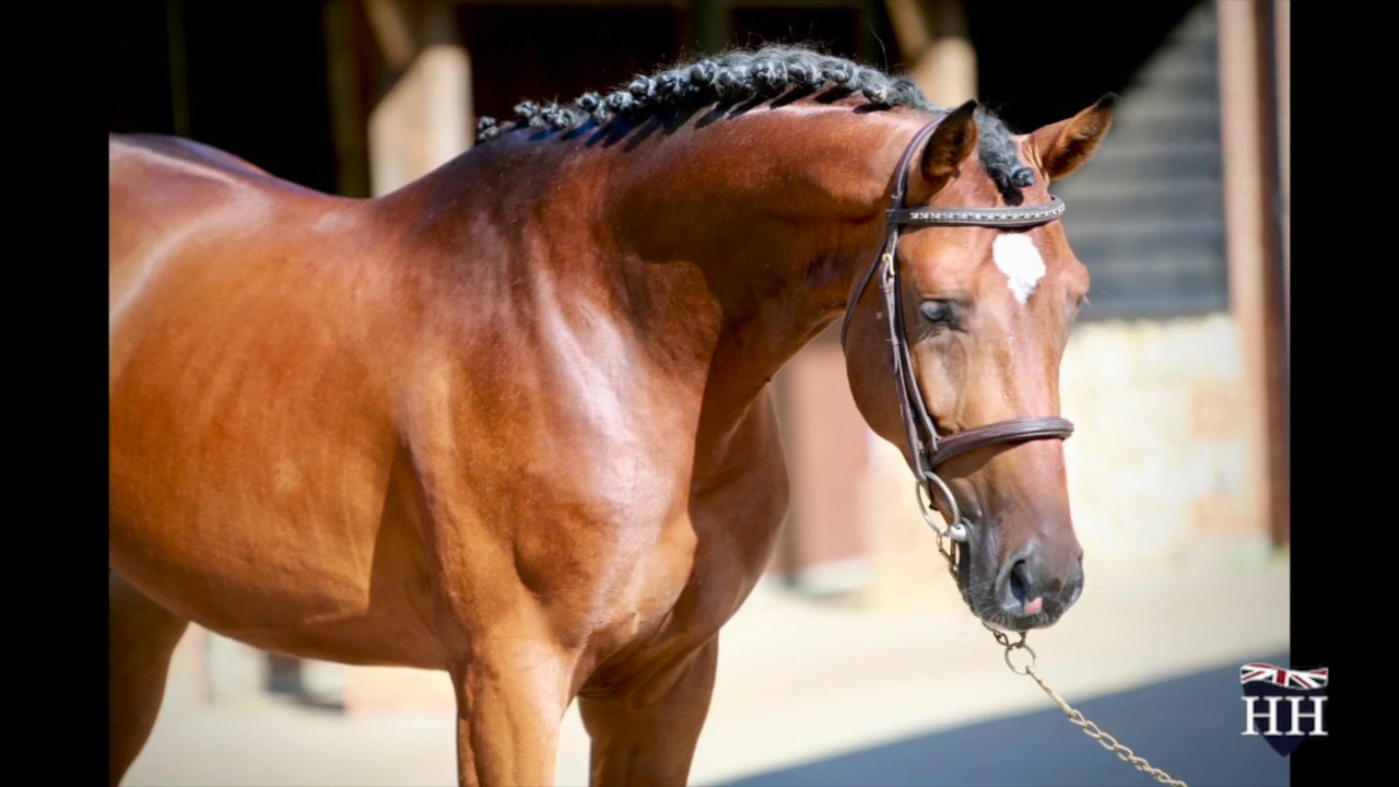 Idem De B'Neville x Clinton Stallion Born 2016 - YouTube