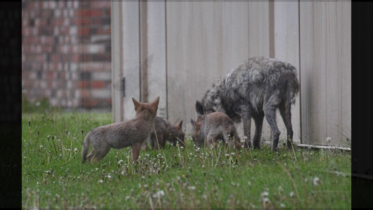 Coyote family - YouTube
