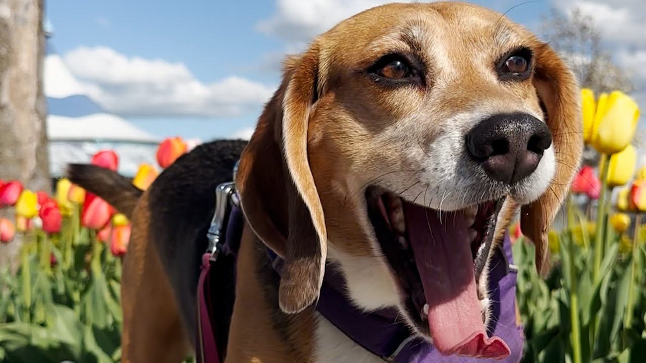 🌷 EXPLORE the #1 MOST BEAUTIFUL RIVERWALK in the USA with MY BEAGLE ...
