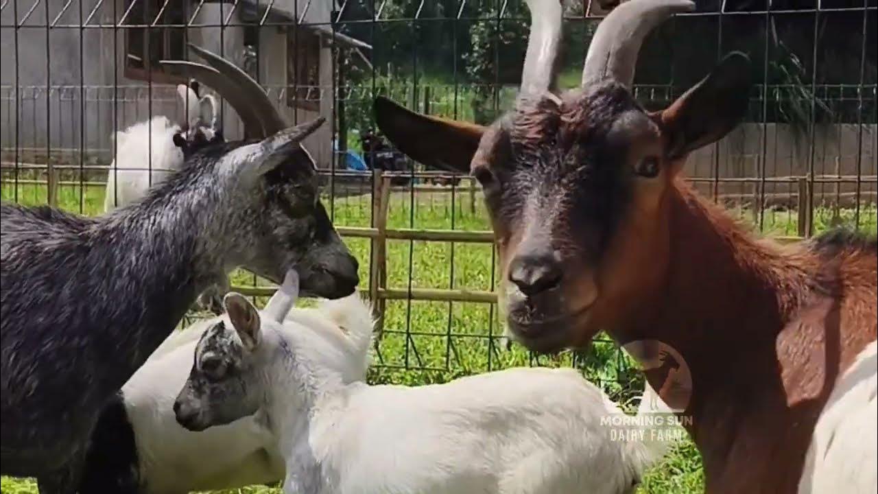 Ada Nigerian Dwarf "Hiburan" dikandang peternakan kambing perah. NIKA | NILO - YouTube