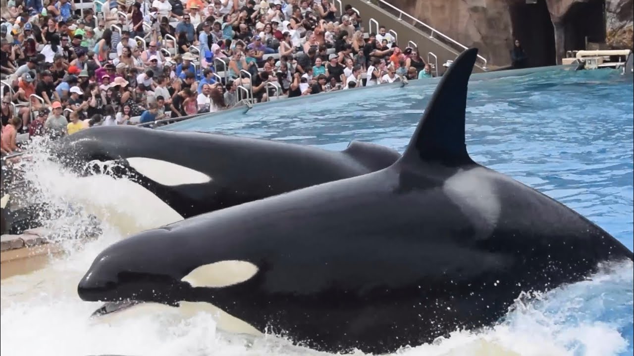 Corky, Ikaika, Shouka, and Keet during Orca Encounter at SeaWorld San ...