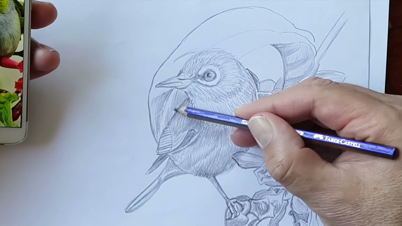 New Zealand native Wax-eye - Silvereye bird pencil drawing. Koru Kiwi ...