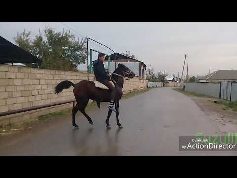 Yorqa atlar Fuzulili Orxanin kral adli 4 yasar dayi