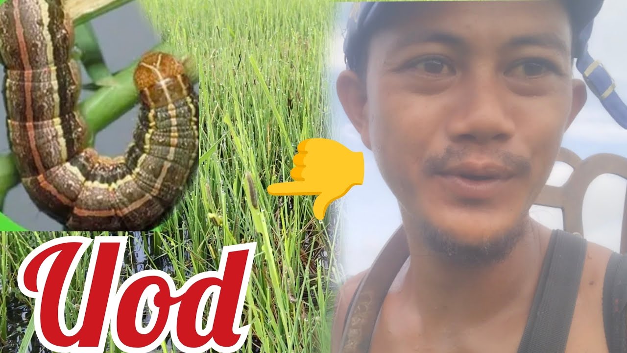 kalansay nalang natira sa palay ko.inakaki Ng uod. - YouTube