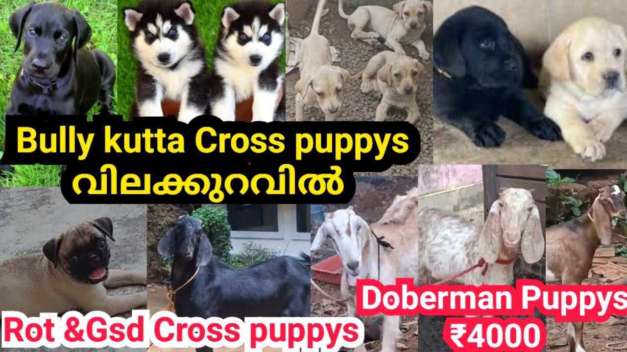 Bully kutta Cross puppys🚨Gsd&Rot Cross puppys 🔥Doberman puppys 4000😍 ...