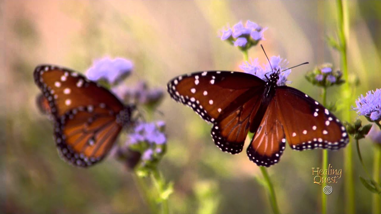 Healing Moment: Butterflies - YouTube