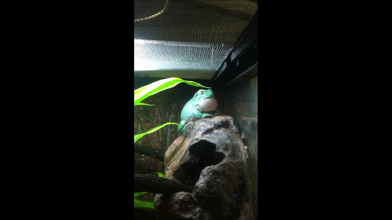 Dumpy Tree Frog Croaking (rare video sighting) - YouTube