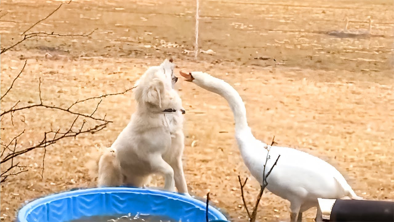 Funny animals caught on camera 2025🤣] Try not to laugh! - YouTube