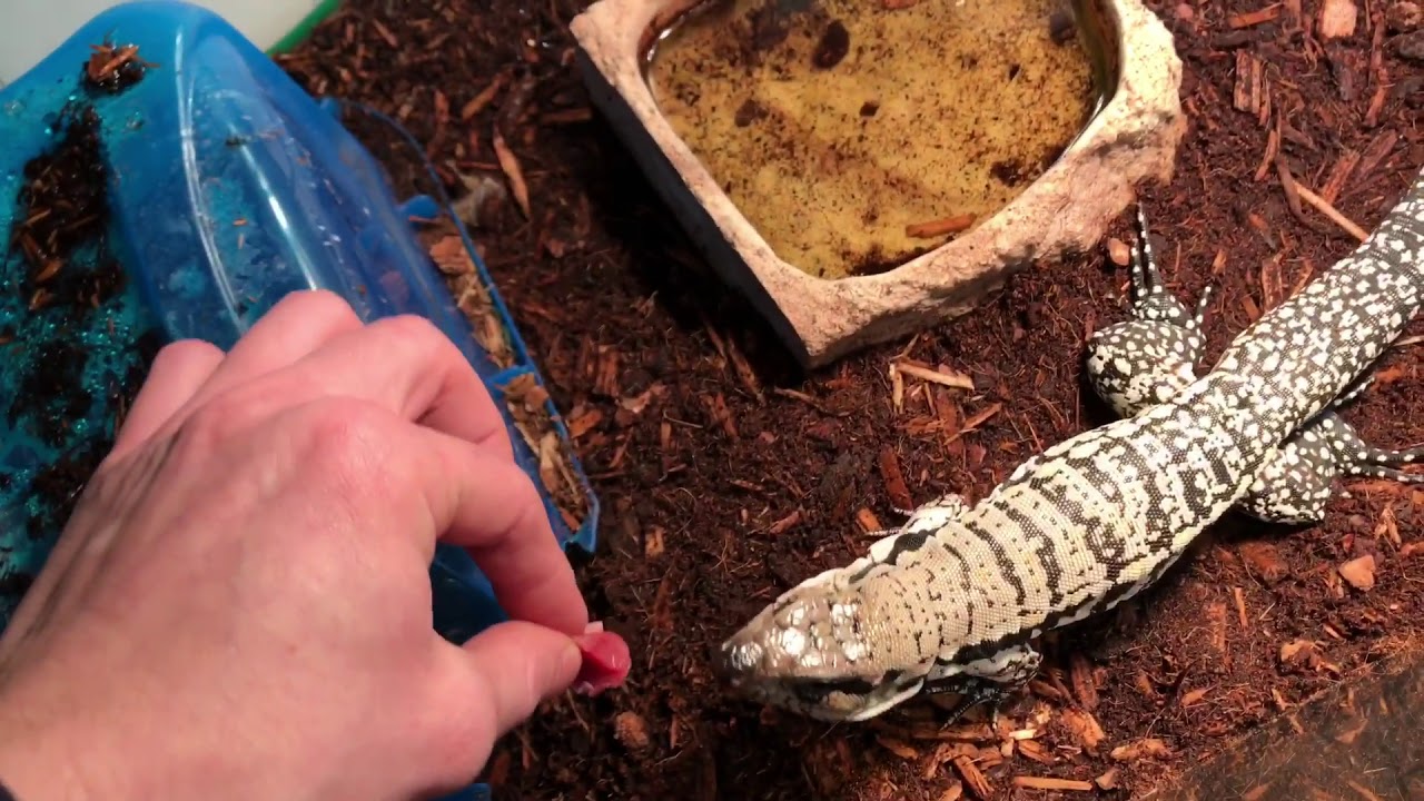 Marge the Purple Tegu | 5 months later - YouTube